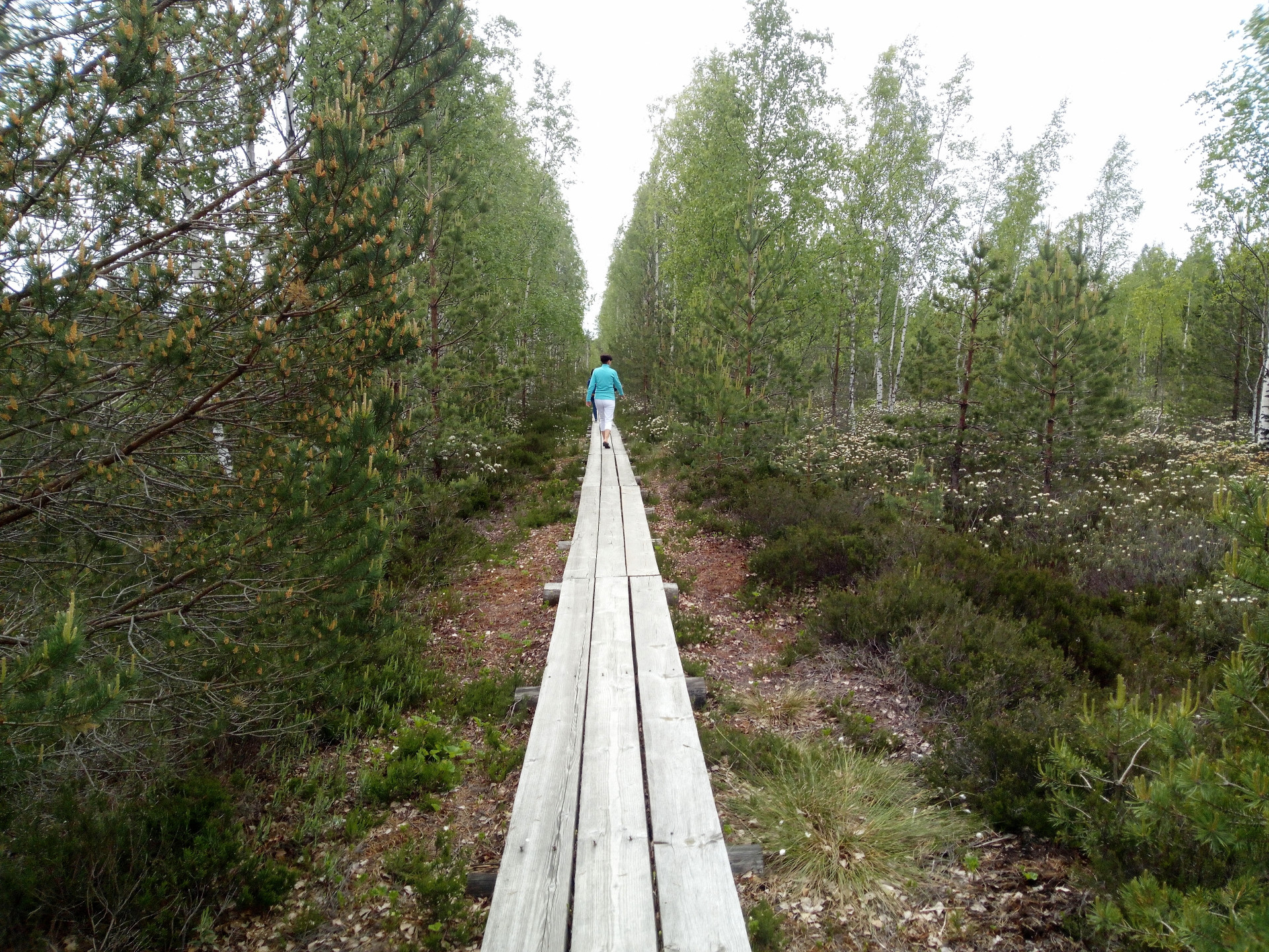 Vasenieku purva taka - Idejas brīvdienām